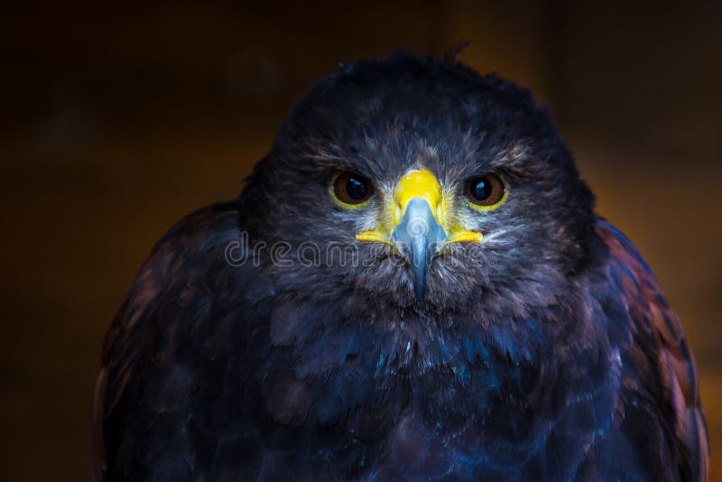 Intense faced raptor, stock photo. Image of nature, predator - 67049234