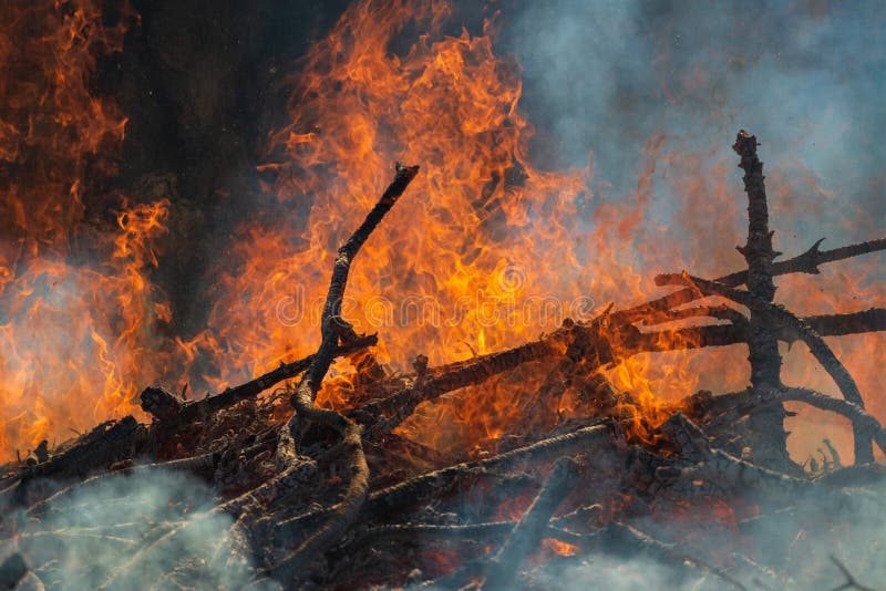 Intense fire stock image. Image of dark, soil, quail - 208909735