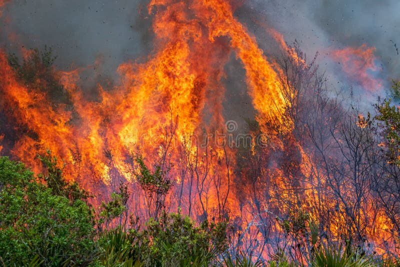 Intense Flames of a Forest Fire in Florida Stock Image - Image of burn ...