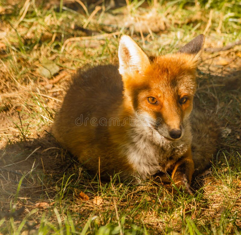 Close-up of a Fox Resting in a Park Stock Image - Image of eyes, canids ...
