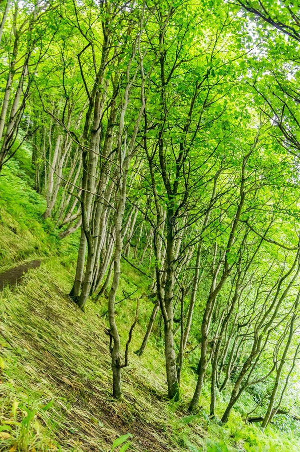 Intense Green Foliage of Densely Planted Silver Birch Trees Stock Image ...