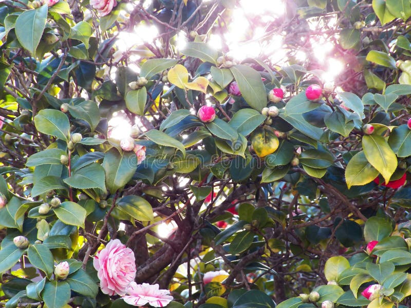 Intense Light Inside Provided with Leaves Bloomed Bush Stock Photo ...