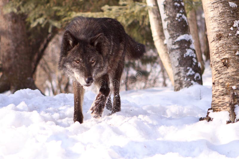 An Intense Look of Wolf Hunting in the Snow Stock Image - Image of ...
