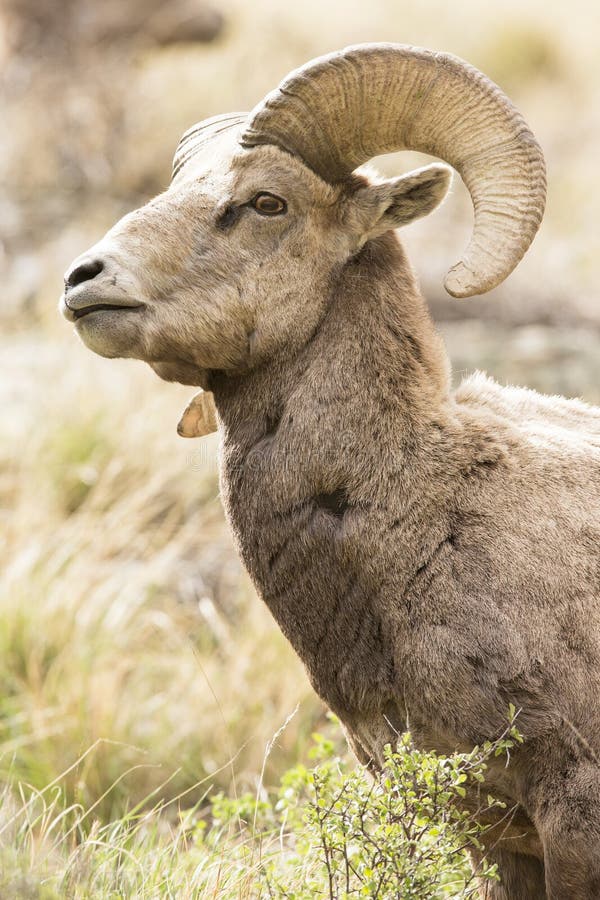 Intense Looking Bighorn Ram in Vertical Format Stock Photo - Image of ...