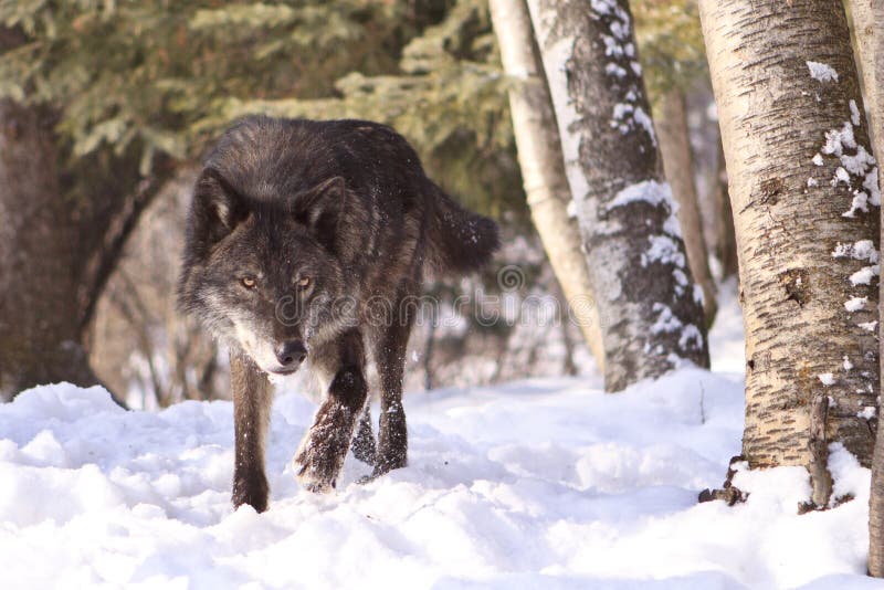 Intense Looking Black Timber Wolf Hunting Stock Photo - Image of ...