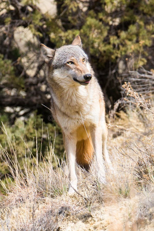 Vertical Wolf Portrait in Green Ferns Stock Image - Image of marking ...
