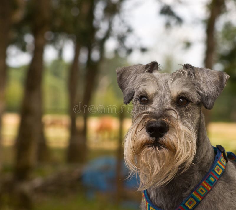 Miniature Schnauzer Dog with Brown Eyes Stock Photo - Image of focus ...