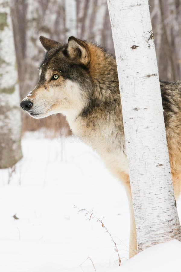 Intense Wolf in the Shadows Stock Image - Image of glare, muzzle: 11950823