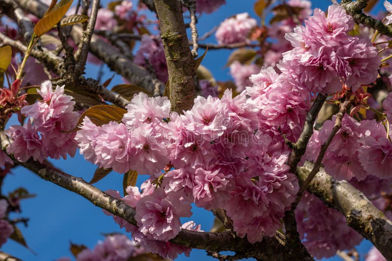 Intense Pink Cherry Blossom in Late Spring.. Stock Photo - Image of ...