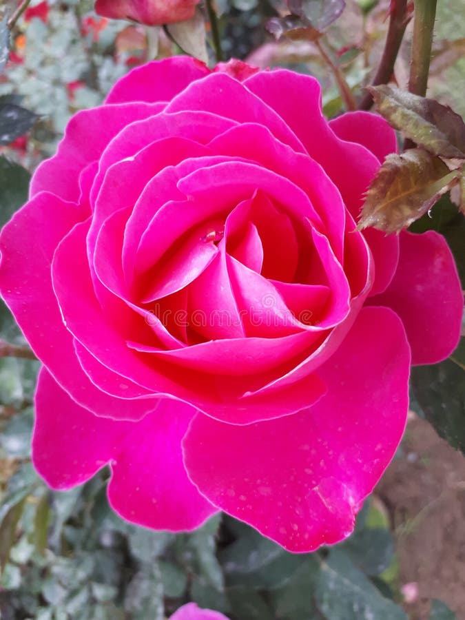 Intense Pink Rose at a Park in Tehran Stock Image - Image of pink ...