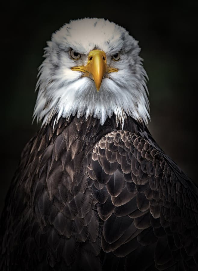 Beautiful eagle stock photo. Image of spain, europe, architecture ...