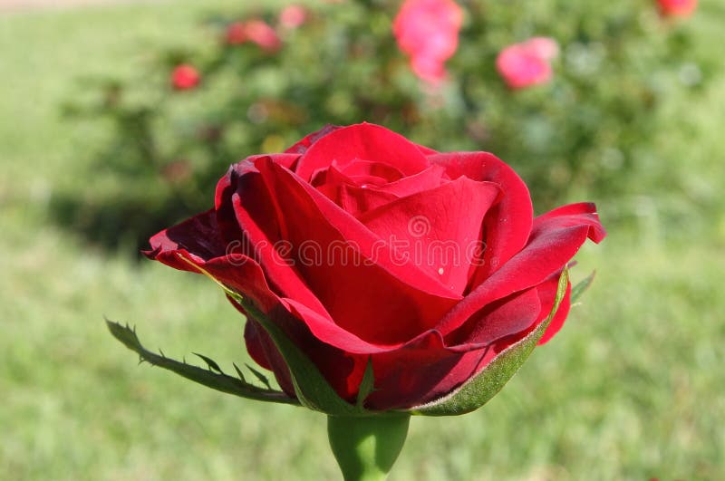 Intense red rose stock photo. Image of macro, flora, close - 80597562