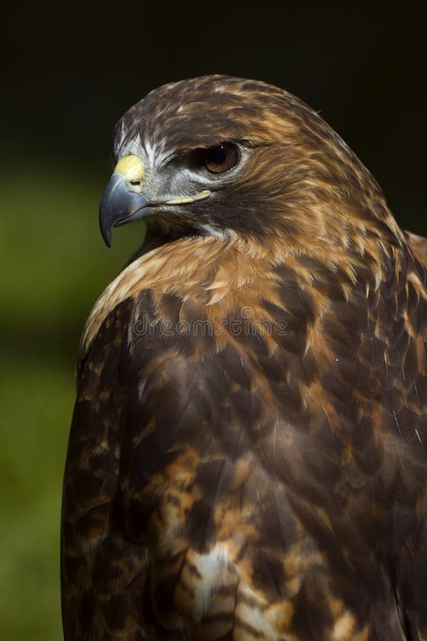 Red-Tailed Hawk (Buteo Jamaicensis) Talons Stock Image - Image of ...