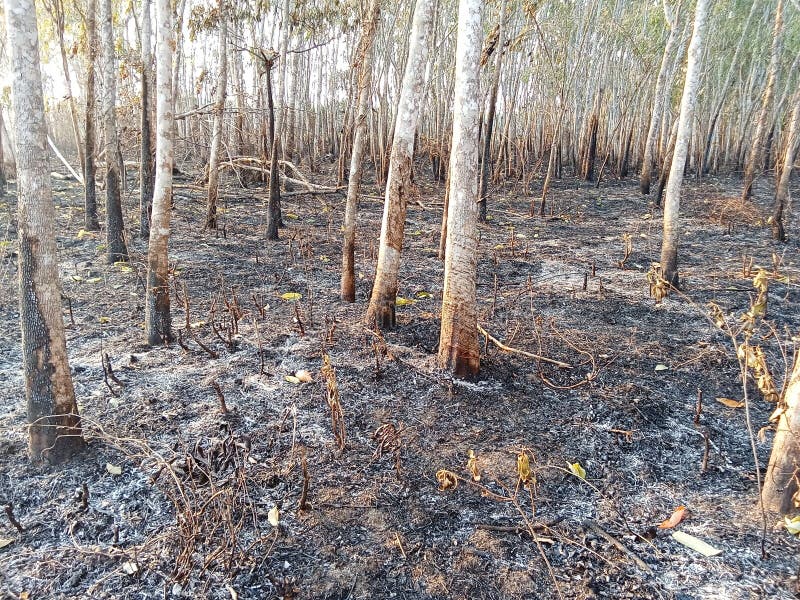 The Intense Rubber Tree Forest Fire Stock Image - Image of grass, leaf ...