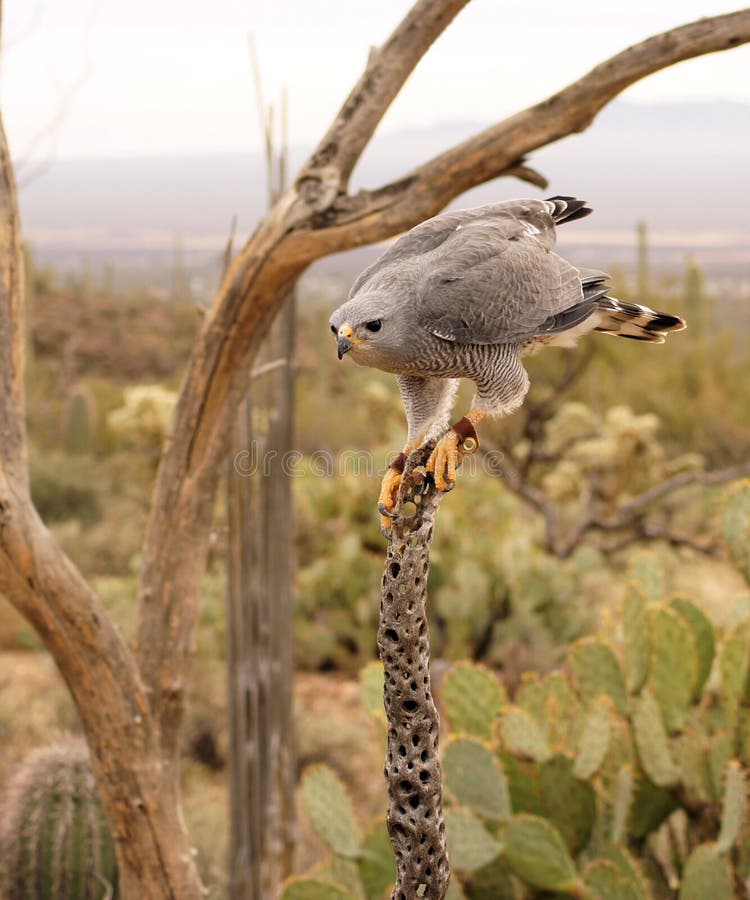 Intense Stare of a Gray Hawk Stock Image - Image of south, west: 29187781