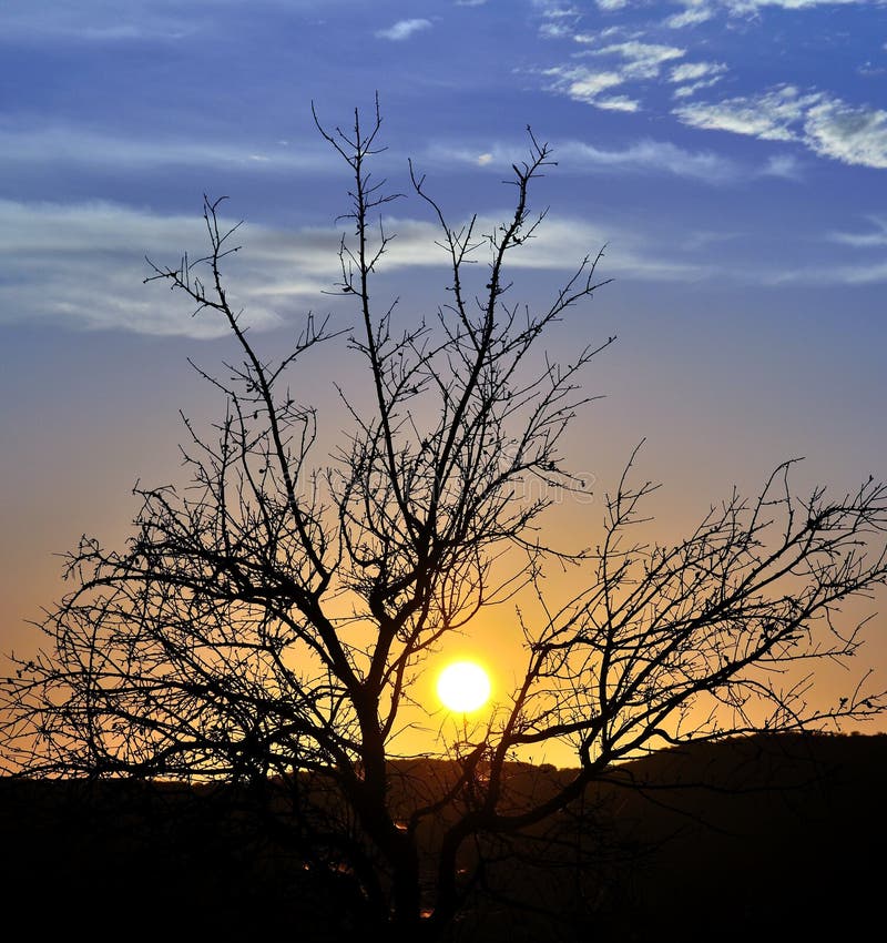 Intense Sun among Branches of Almond Tree at Dawn Stock Photo - Image ...