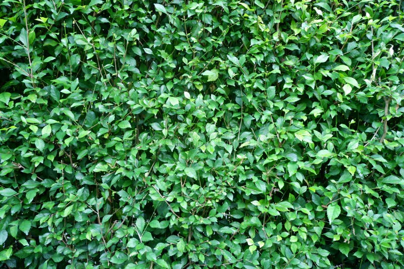 Intensely Green Hedge Wall Texture. Perfect for Creating a Natural and ...