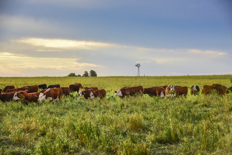 Intensive Breeding of Cows in a Row Exploited for Milk Production ...