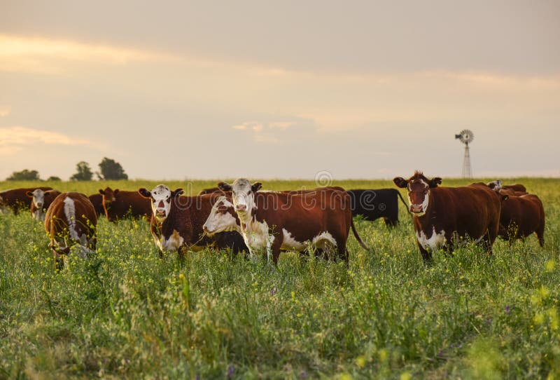 Intensive Breeding of Cows in a Row Exploited for Milk Production ...