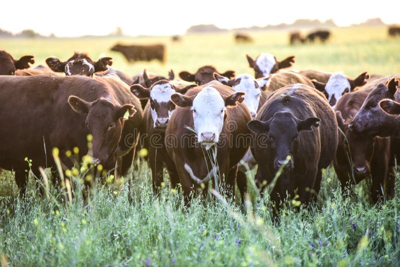 Intensive Breeding of Cows in a Row Exploited for Milk Production ...