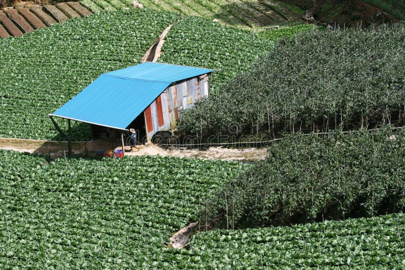 Intensive Crop Farming stock image. Image of cabbage - 15418835