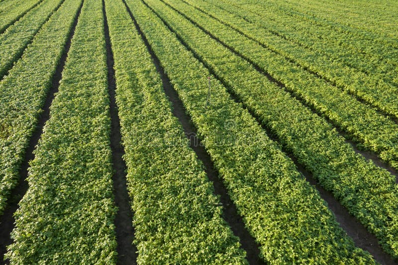 Intensive Cultivation of the Basil Plant Stock Photo - Image of natural ...
