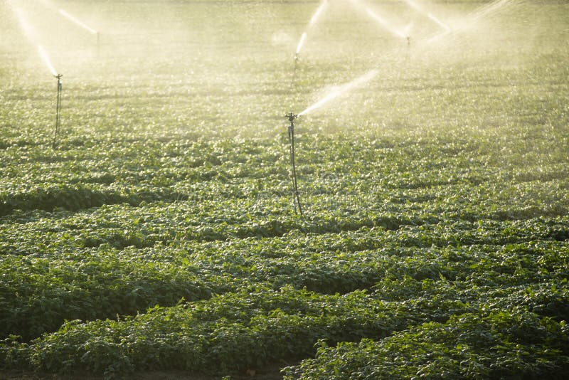 Intensive Cultivation of the Basil Plant Stock Photo - Image of fresh ...