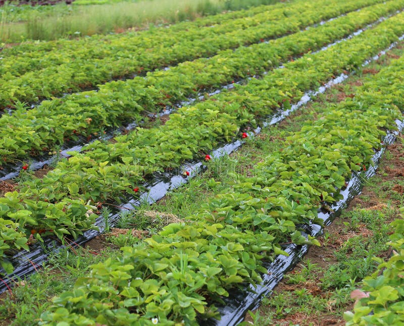 Intensive Cultivation in a Field of Strawberries Stock Photo - Image of ...