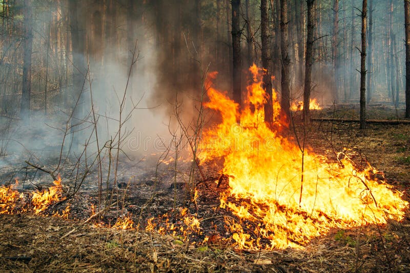Intensive of Ground Forest Fire in Pine Stand Stock Image - Image of ...