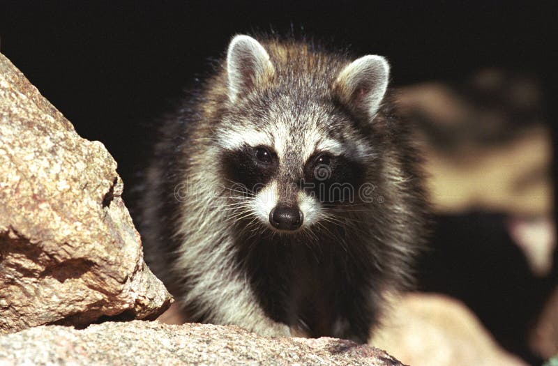 Raccoon screaming stock image. Image of screaming, animal - 18065879