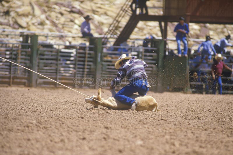 Inter-Tribal Ceremonial Indian Rodeo, Editorial Photo - Image of cattle ...
