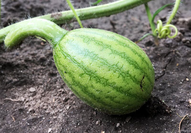Intera Giovane Piccola Anguria Fotografia Stock - Immagine di chiusura ...