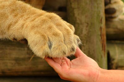 Interaction - Hand and Lion Paw Stock Image - Image of friends, animal ...