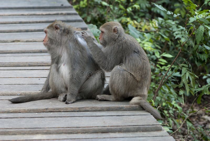 Interaction Of Two Monkeys Grooming Stock Photo - Image of interaction ...