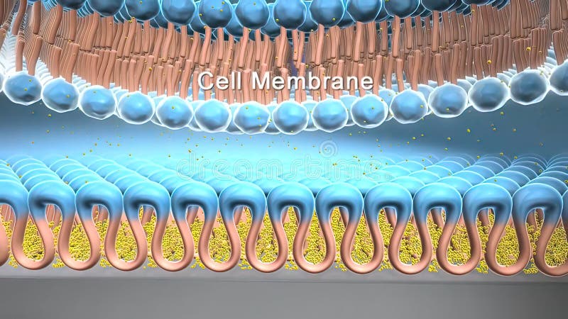 Interactions of Synthetic Polymers with Cell Membranes and Model ...