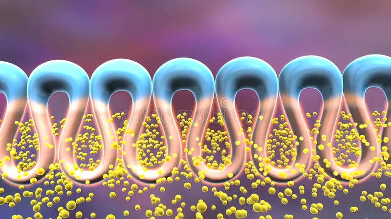 Interactions of Synthetic Polymers with Cell Membranes and Model ... Interactions of Synthetic Polymers with Cell Membranes and Model ...