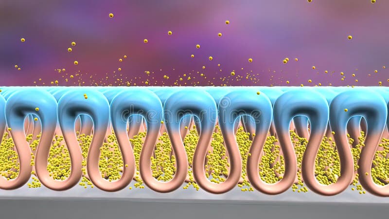 Interactions of Synthetic Polymers with Cell Membranes and Model ...
