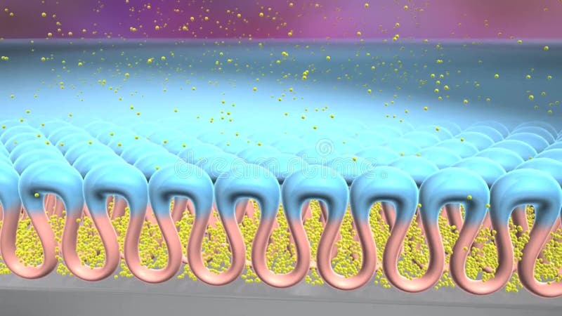Interactions of Synthetic Polymers with Cell Membranes and Model ...