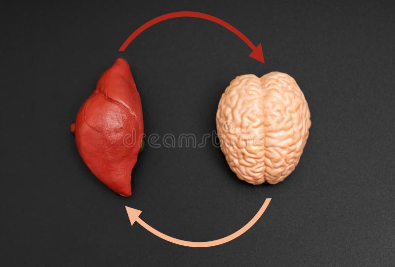 Interconnected Physiology of Liver and Brain Stock Photo - Image of ...