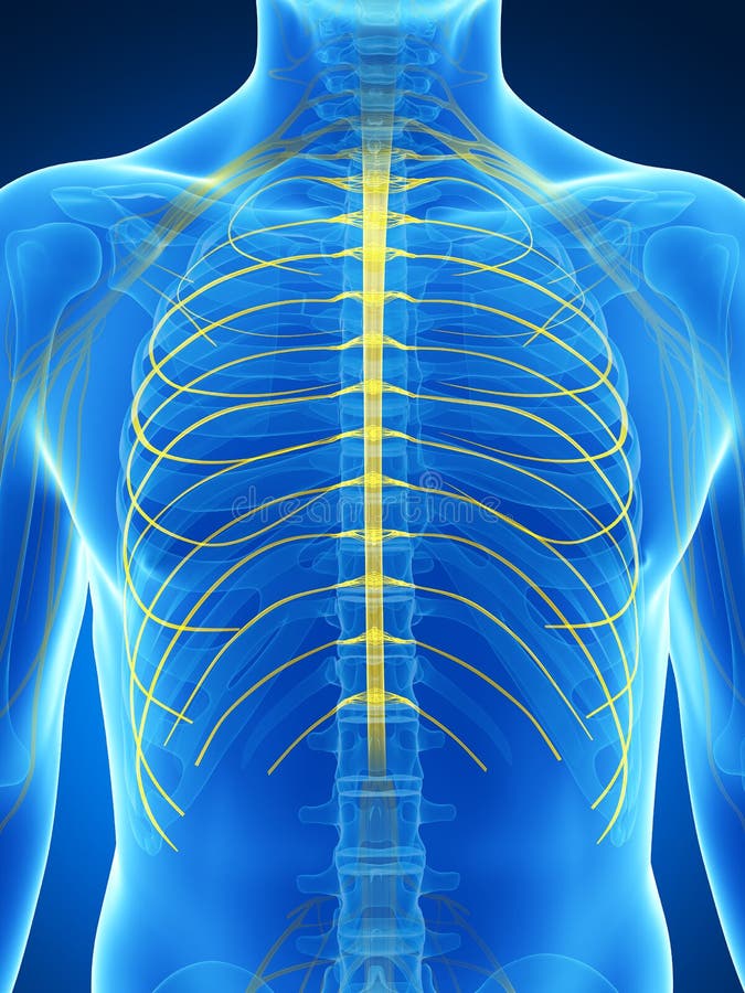 Intercostal nerves stock illustration. Illustration of male - 30724907
