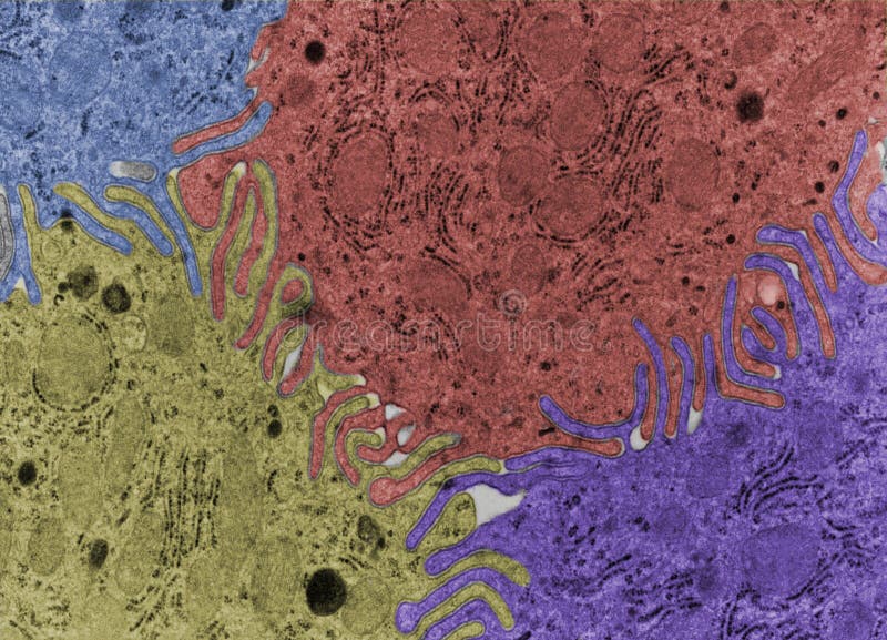 Interdigitations. TEM Micrograph Stock Photo - Image of ultrastructure ...