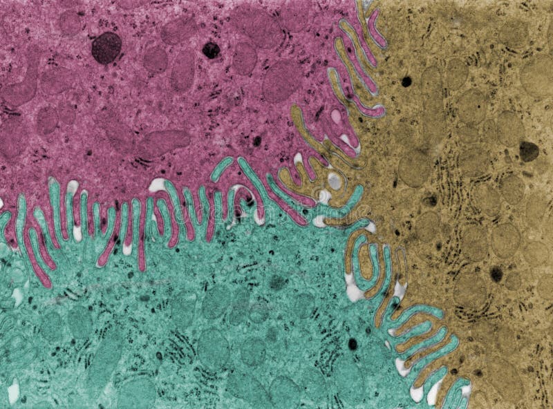 Interdigitations. TEM Micrograph Stock Photo - Image of ultrastructure ...