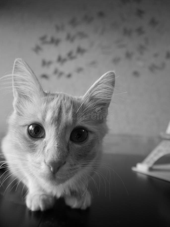 Interest stock image. Image of little, small, looking - 42780781