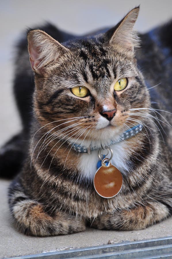 Interested Cat stock image. Image of sniff, legs, hair - 15090817