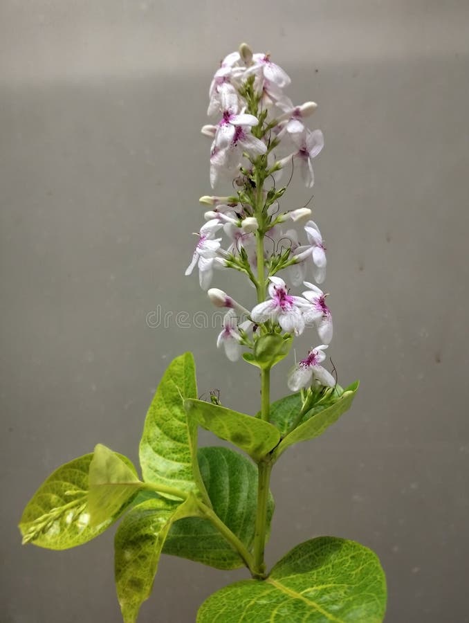 Interested in Cultivating Japanese Jasmine Flowers at Home? Stock Photo ...