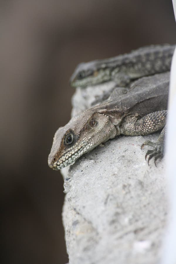 Interested lizard stock photo. Image of mating, sight - 64029984