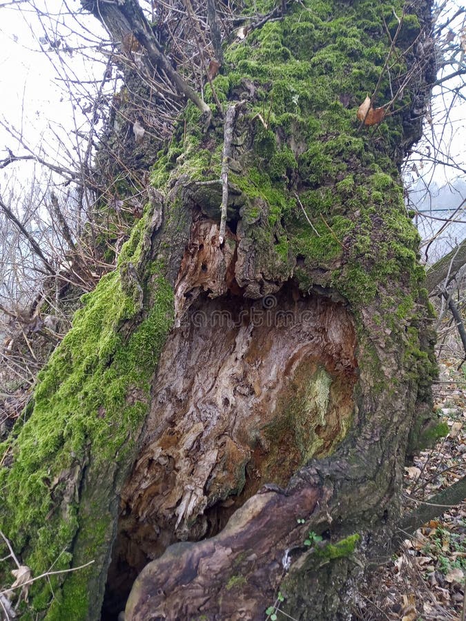 An Interesting Appearance of a Stump and a Tree of Rotten Wood Stock ...