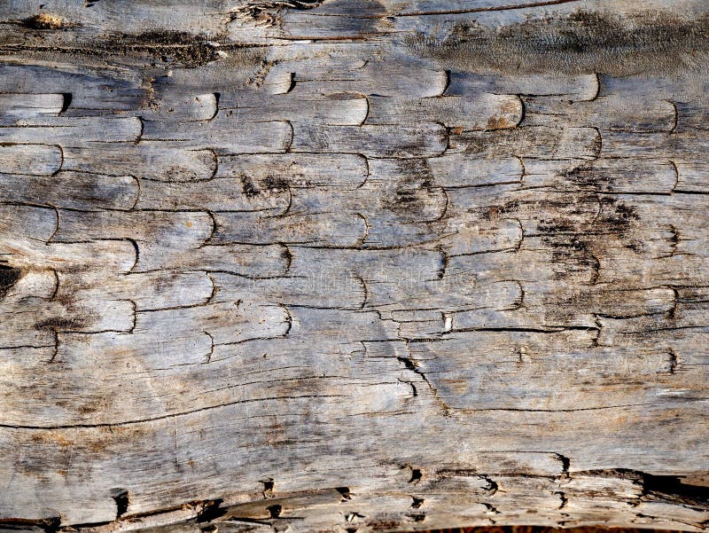 Interesting Bark Details are Seen on Log at Beach Stock Photo - Image ...