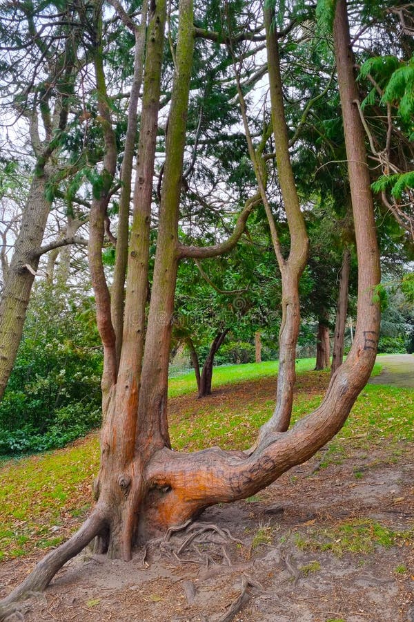 An Interesting Beautiful Tree Grows in a Park or Forest. Stock Image ...