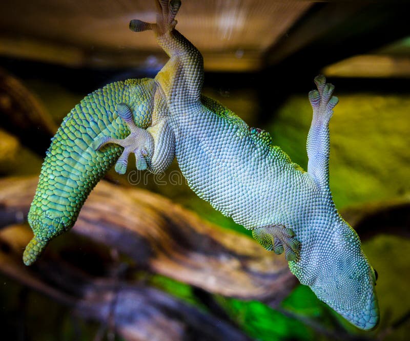 Gecko sticking out tongue stock photo. Image of yellow - 7773462